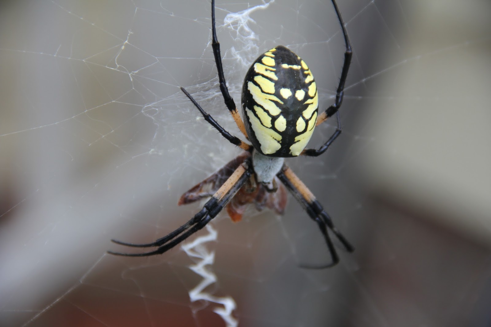 Horn Herald: Garden Spider