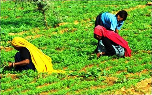 Village Life Pure Air, Free Life : Village Occupations