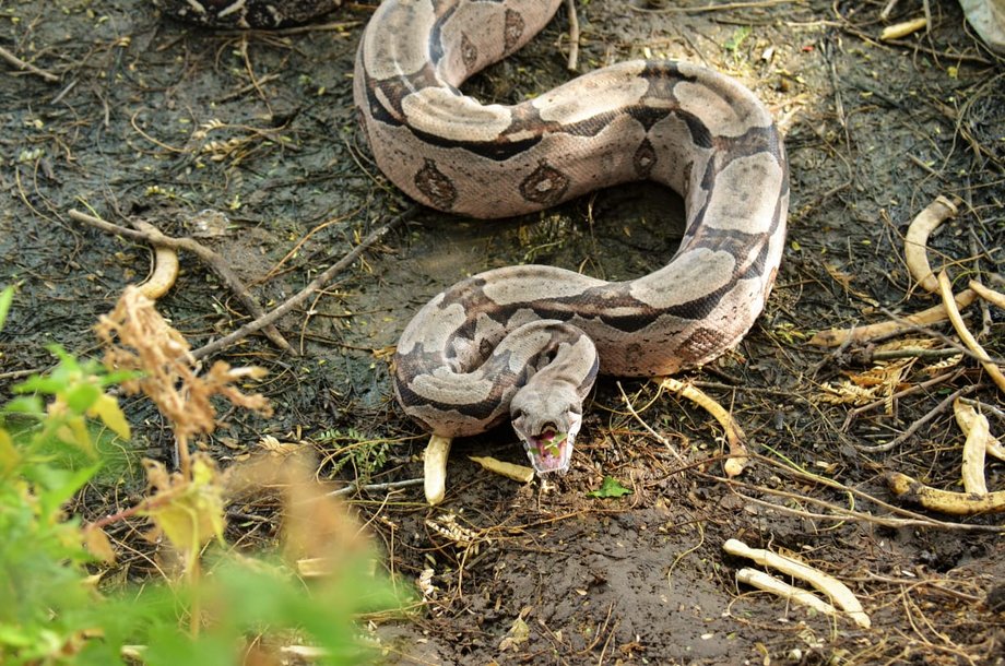 Jiboia com cerca de dois metros é capturada em Santa Cruz do Capibaribe ...