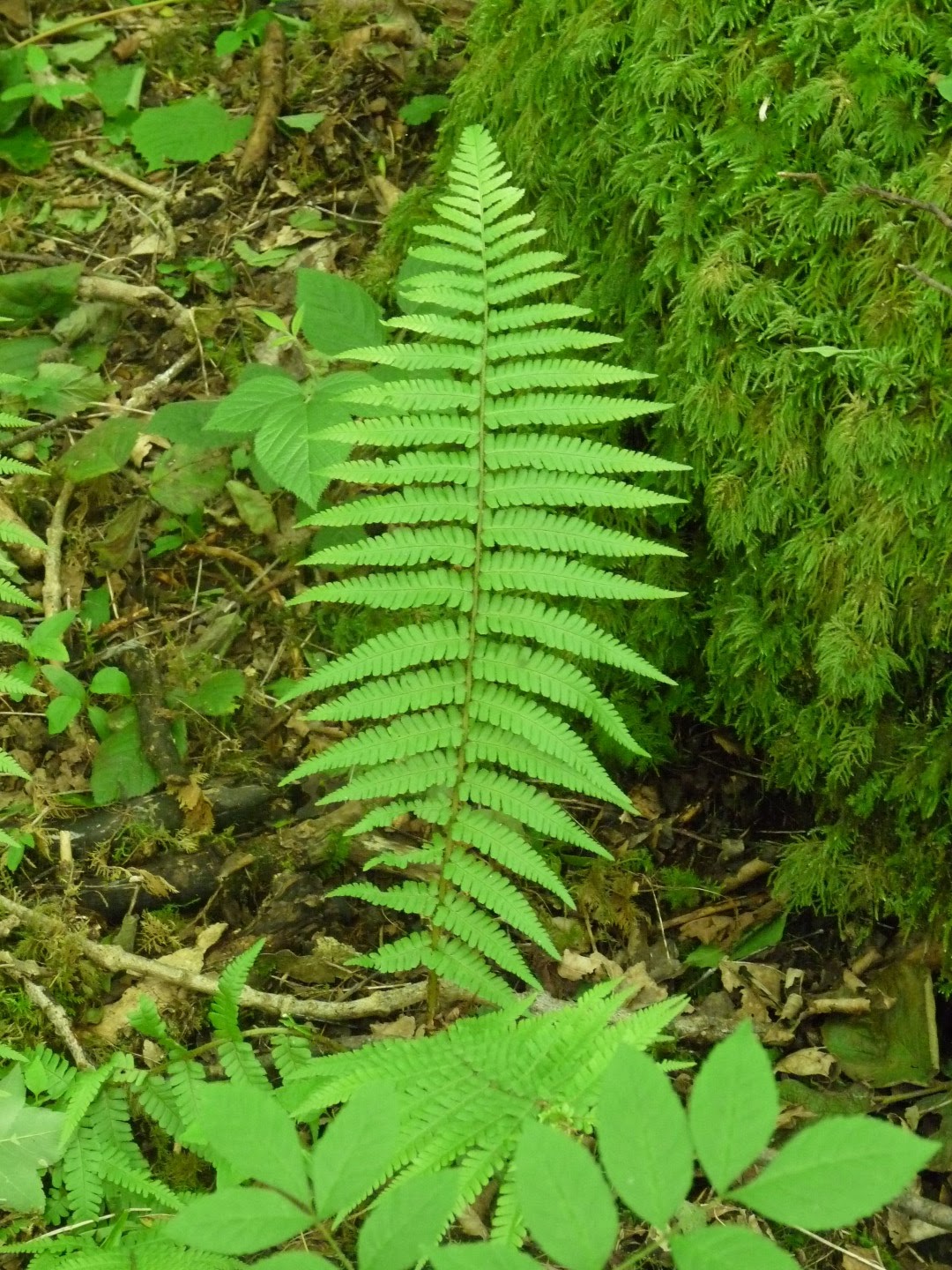 Hutton Roof's Special Ferns and More: Athyrium filix-femina (Lady Fern)