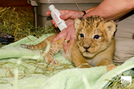 Lion cubs get first health check-up