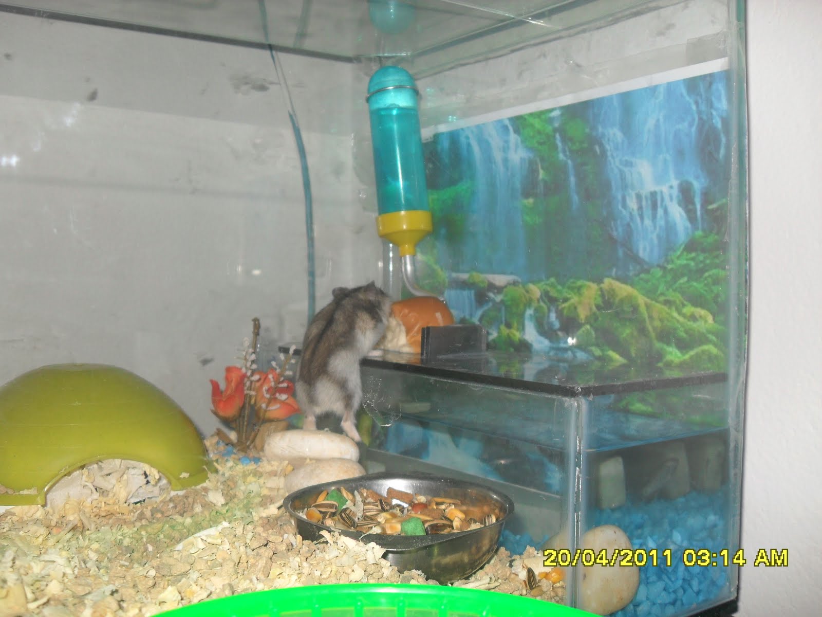 hamster brasil: gaiola ou terrario