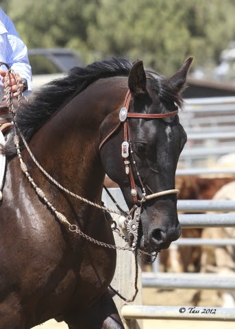 Bruce Sandifer's Californio Bridle Horses: Softly Gathered