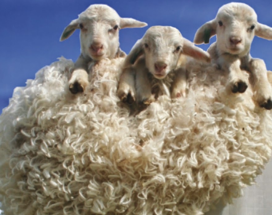How to Select for Desirable Wool Traits ~ Amass Farming Tips & Info