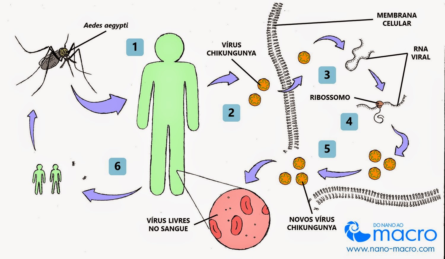 O que sabemos sobre o Chikungunya?