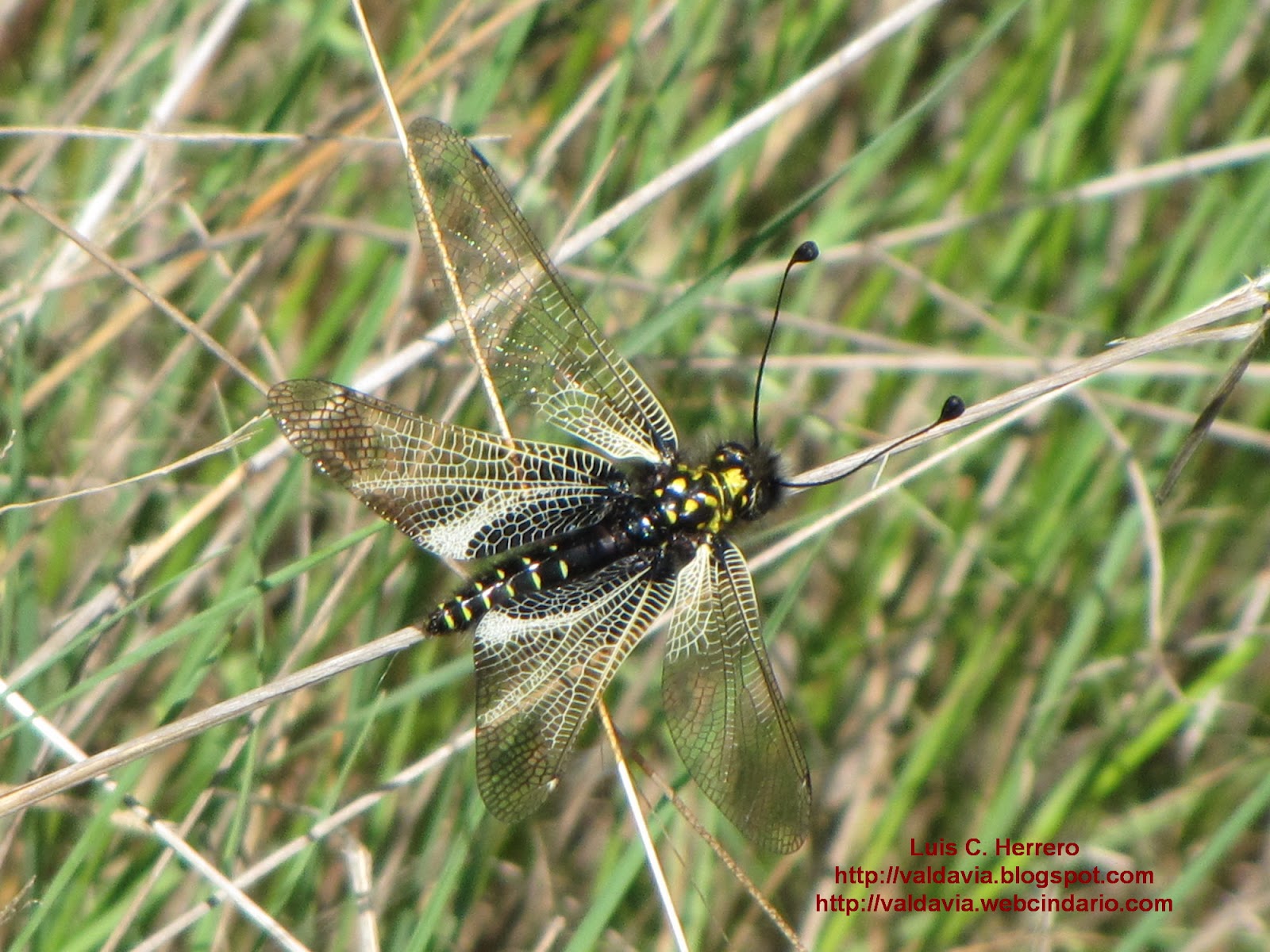 Naturaleza de la Valdavia: Insectos de la Valdavia II