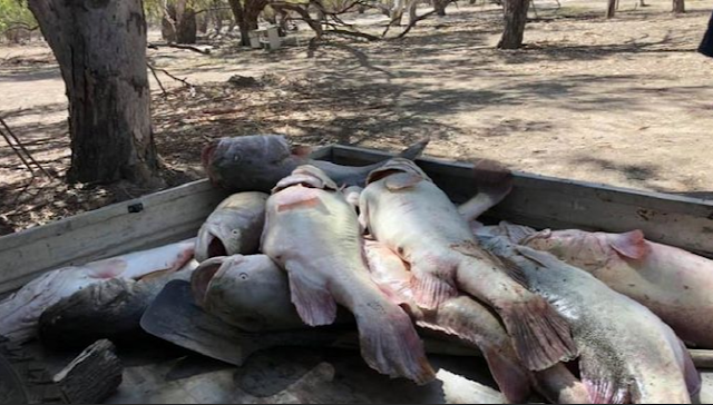 The Big Wobble : Hundreds of thousands of fish have died due to drought ...