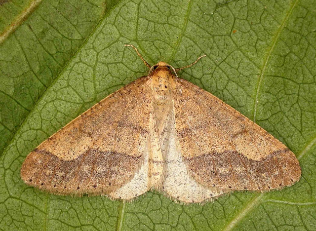 Darley Dale Wildlife: Two new moths for the year - Dotted Border & March