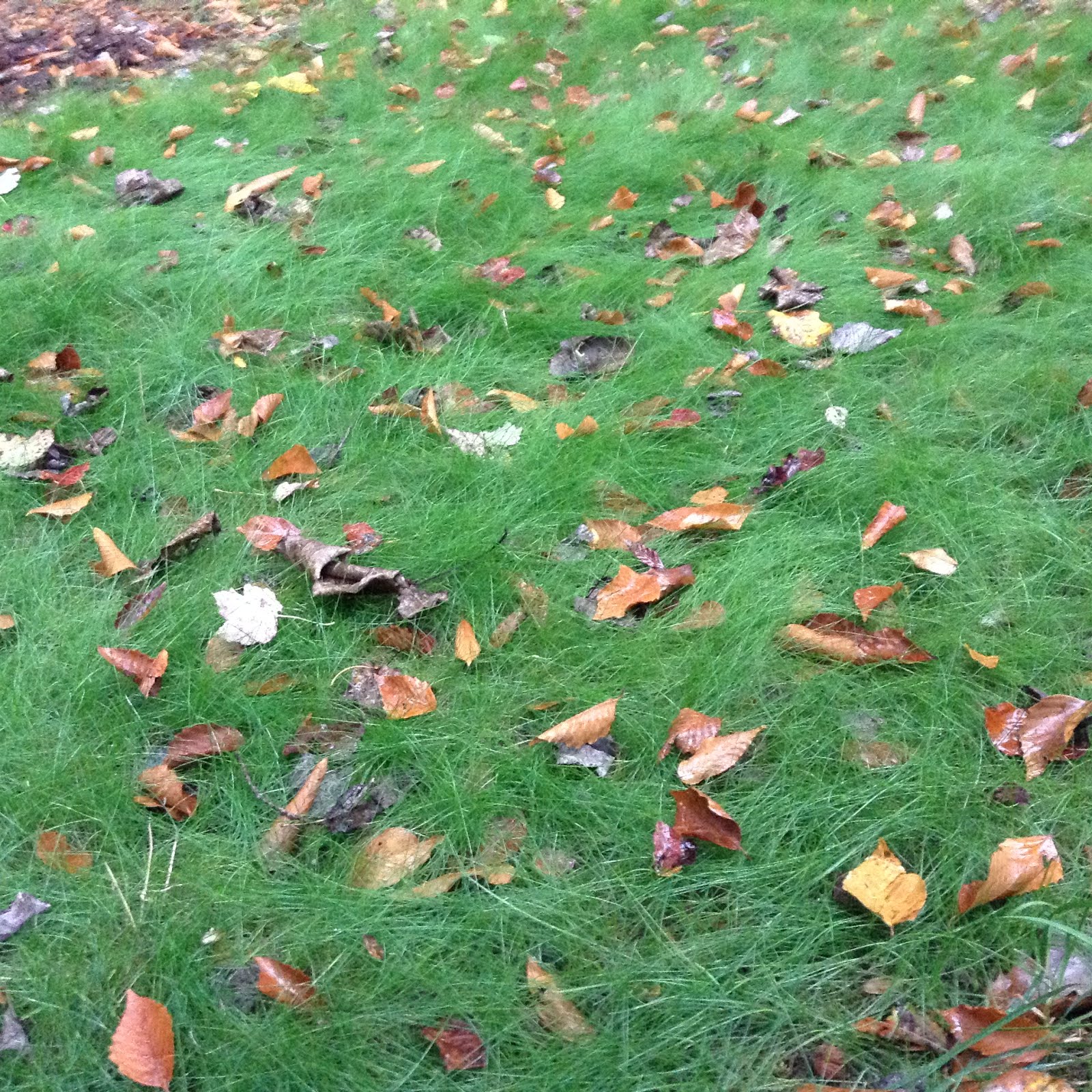 Random lawn and garden tips