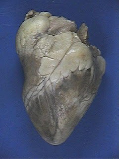 curiosidades con lupa: Como cambia el corazòn en relaciòn al tipo de ...