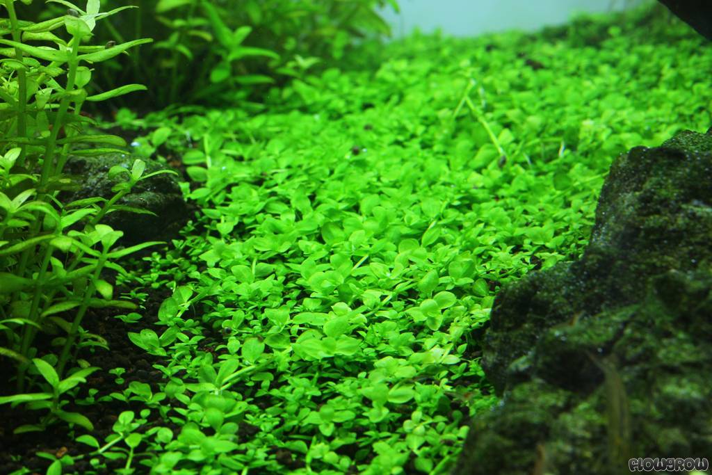 Micranthemum Umbrosum “ Montecarlo ” | FishandAqua