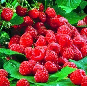 Viveiro Oliveira: Framboesa