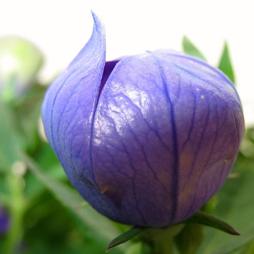BEAUTIFUL FLOWERS: Balloon Flower - Pictures & Meanings