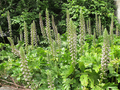 FLORA NEL SALENTO e.. anche altrove: Acanthus mollis L.- Acanthaceae ...