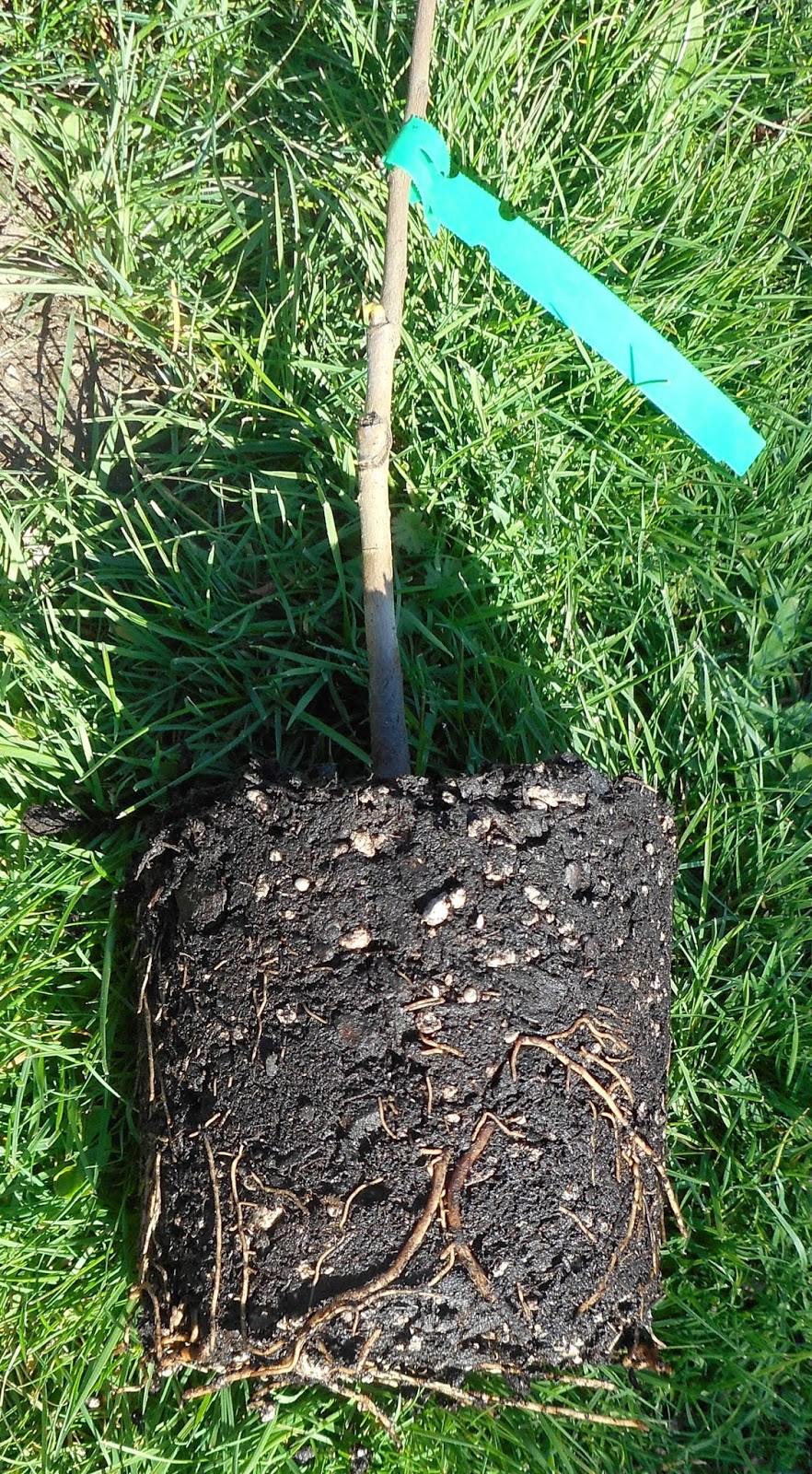 Daniel's Pacific NW Garden: Planting Bare Root Trees and Shrubs ...