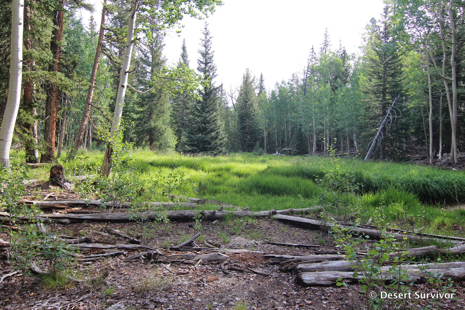 Desert Survivor: Dead Lake, Great Basin National Park, Nevada