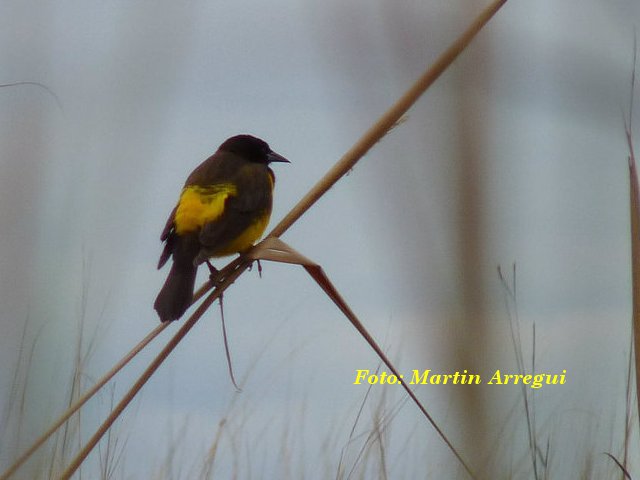PASSERIFORMES: 963 Pseudoleistes guirahuro PECHO AMARILLO GRANDE