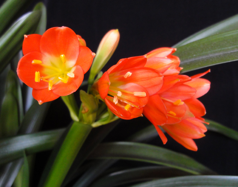 Paavalinkukka: Yllätys yläkerrassa: kliivia kukkii!