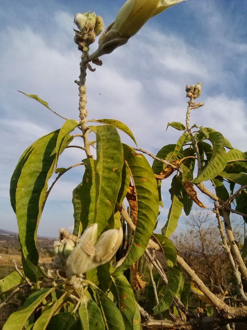 El cuexcomate: El cazahuate y sus hongos