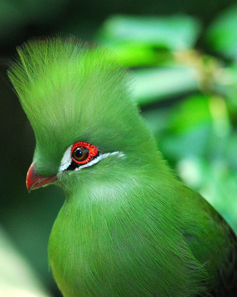 TURACO BIRD photos - wallpapers | the fun bank
