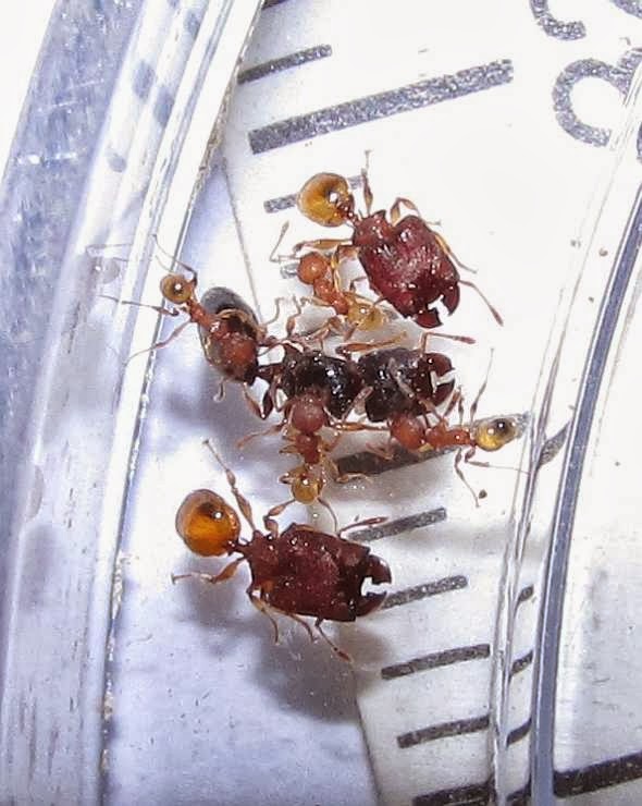 Photos and Info on Ants and Termites of Malaysia: Pheidole sp
