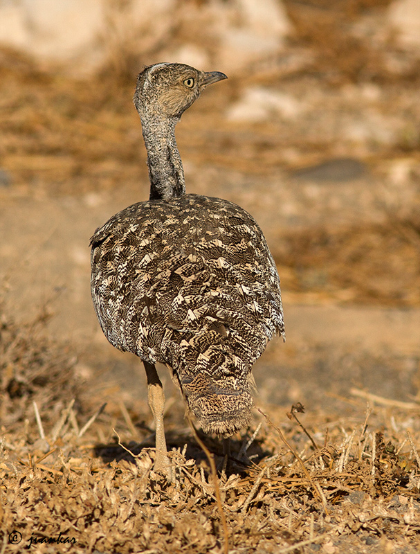 Entre alpinas y marinas.: Disfrutando de la Hubara