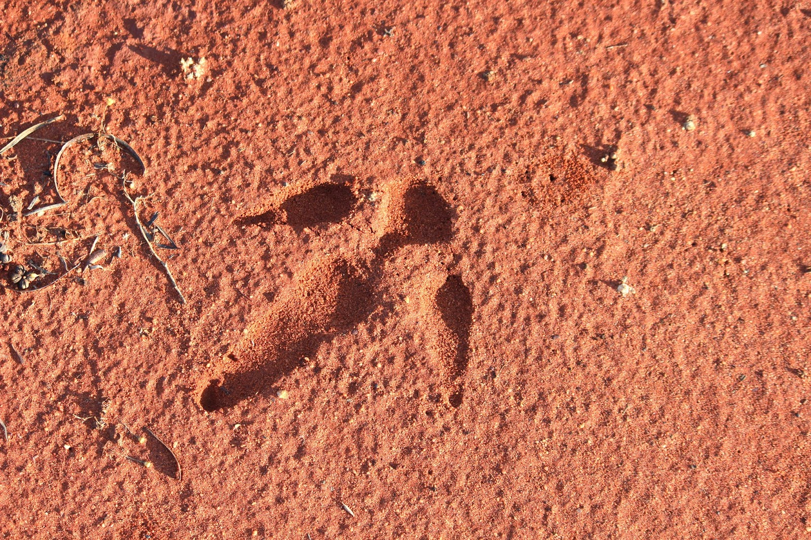 TIM DOLBY'S TRIP REPORTS & BIRDING TOURS: Finding Rare & Sought-after ...