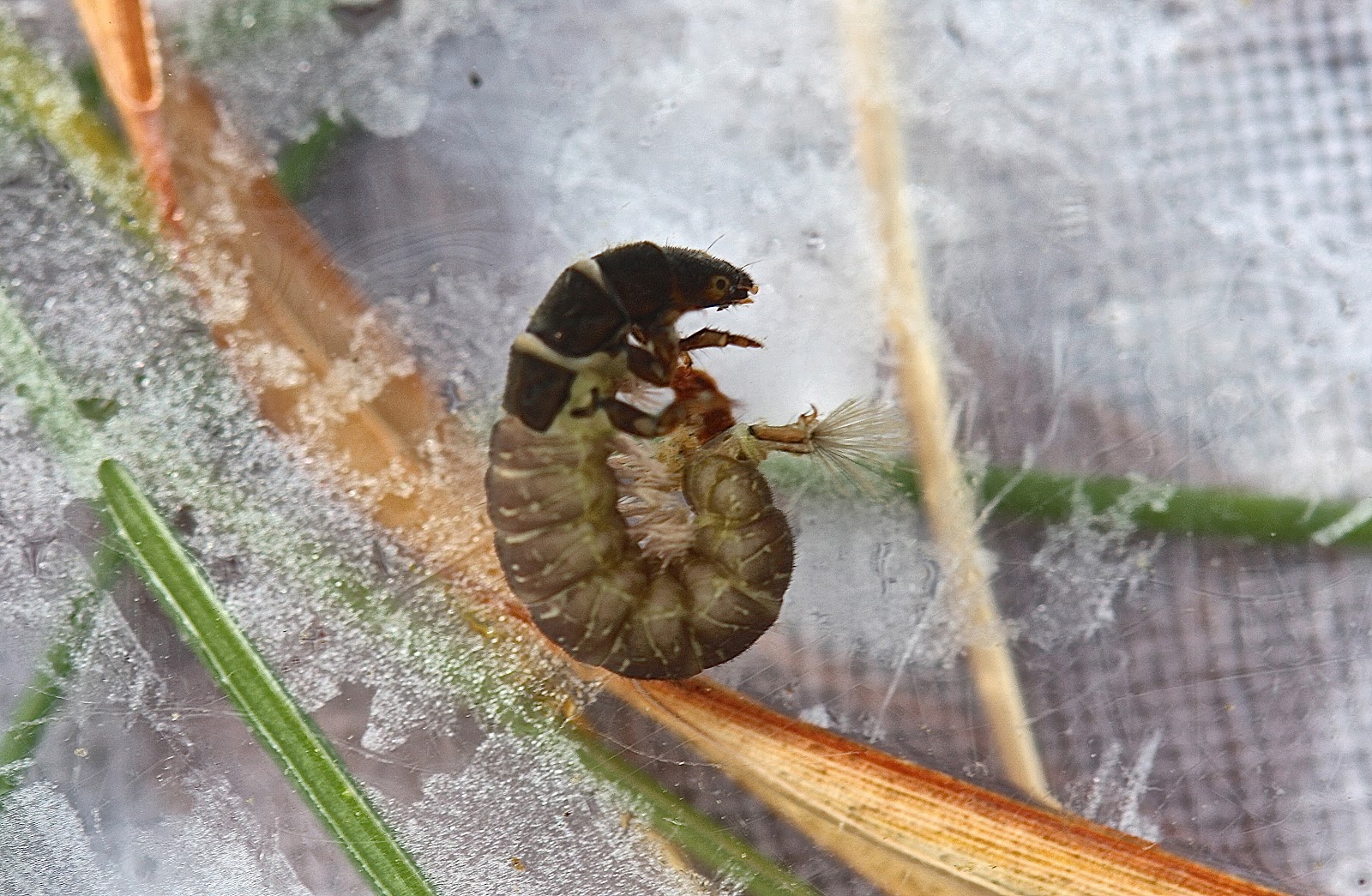 Aquatic Insects of Central Virginia: Winter Insects at the Lynch River