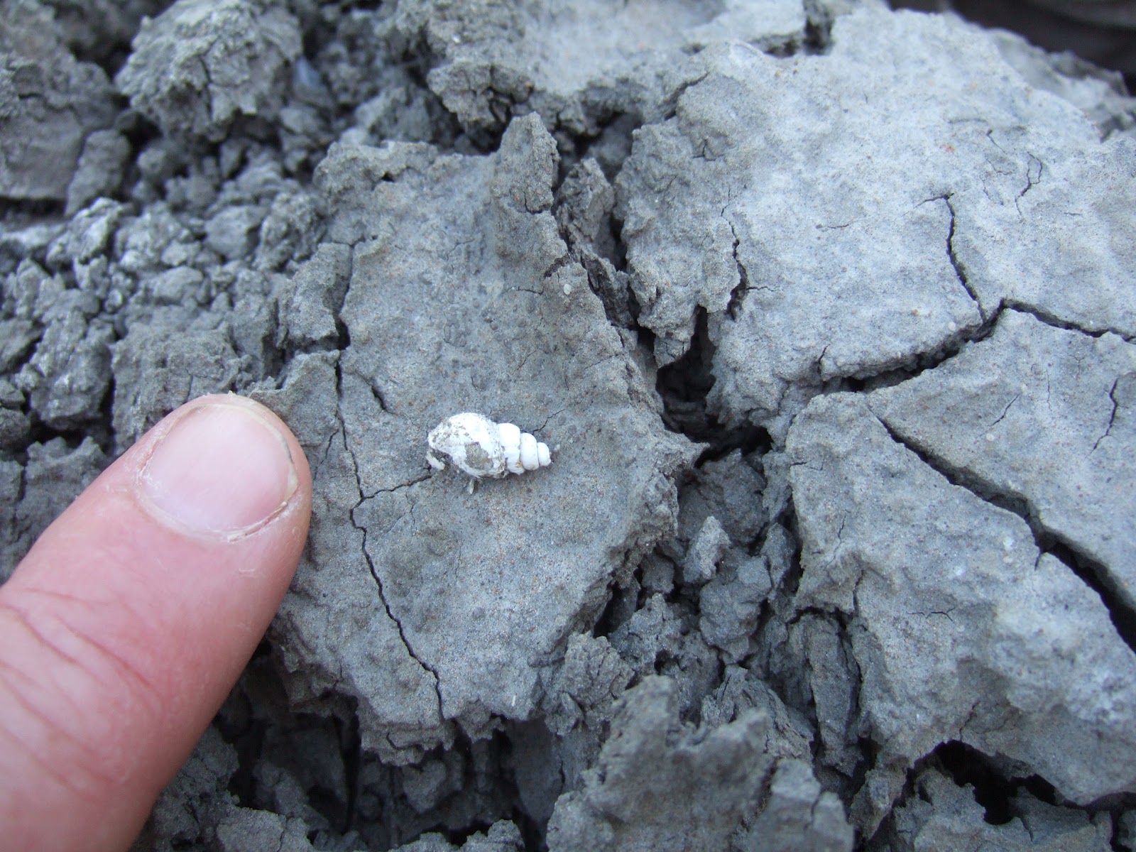 Reading the Washington Landscape: Quimper and Pysht Fossils