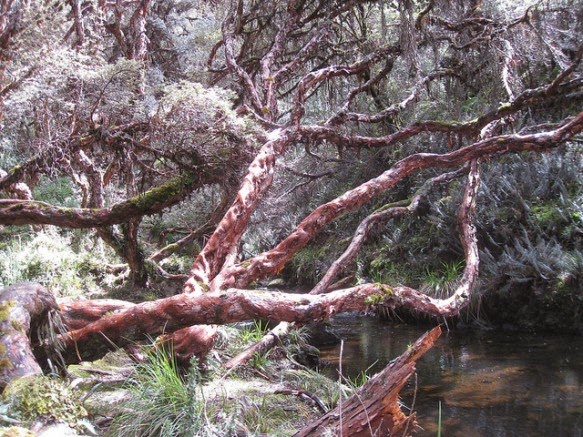 Reforestation and the Medicinal Uses of Trees -Liliana Usvat Research ...