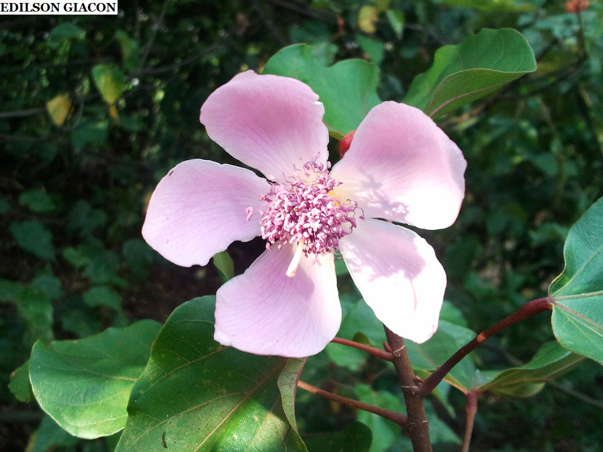 Viveiro Ciprest - Plantas Nativas e Exóticas: Urucum Peruano ou Colorau ...