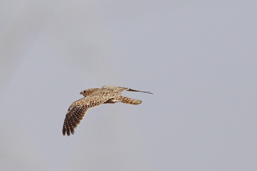 Birds of Saudi Arabia: Still plenty of Egyptian Nightjars - Sabkhat Al Fasl
