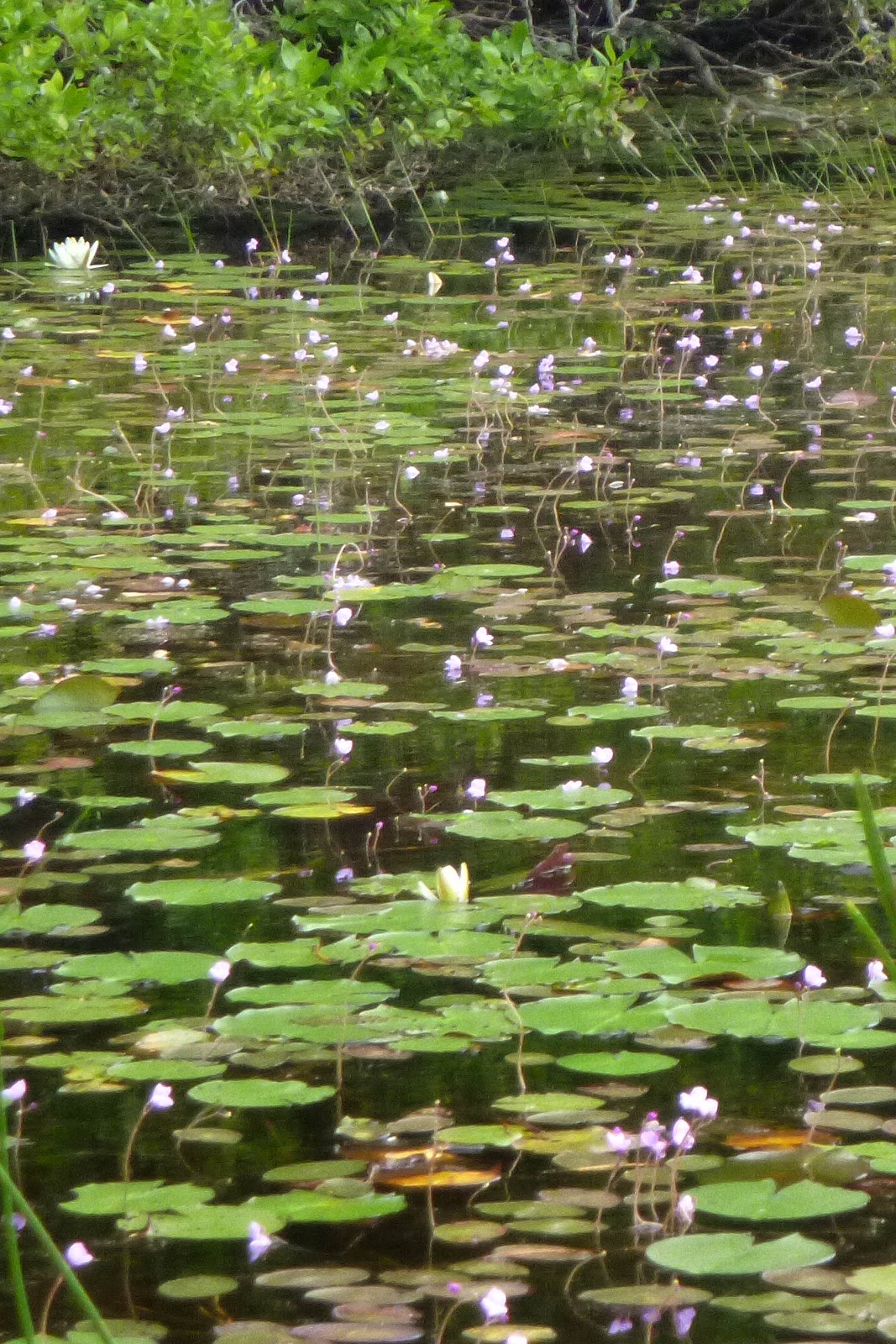 Friends of Hawksnest State Park: Carnivorous plants--Bladderwort in ...