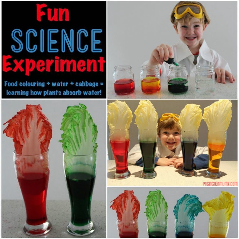 Ideas & Products: Fun Science Experiment