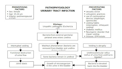 Pathoshoppe: Pathophysiology Urinary Tract Infection UTI