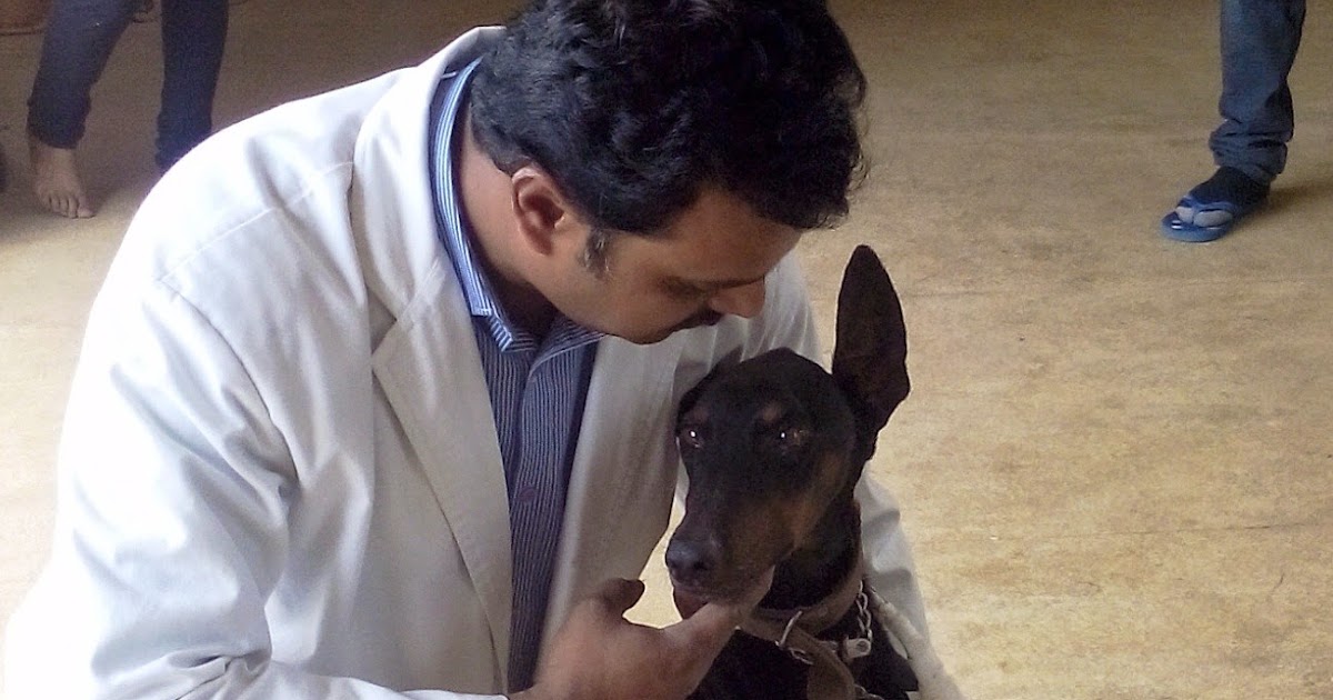 drssnairvet: MODIFIED SCHRODER THOMAS SPLINT FOR MANAGING ULNAR ...