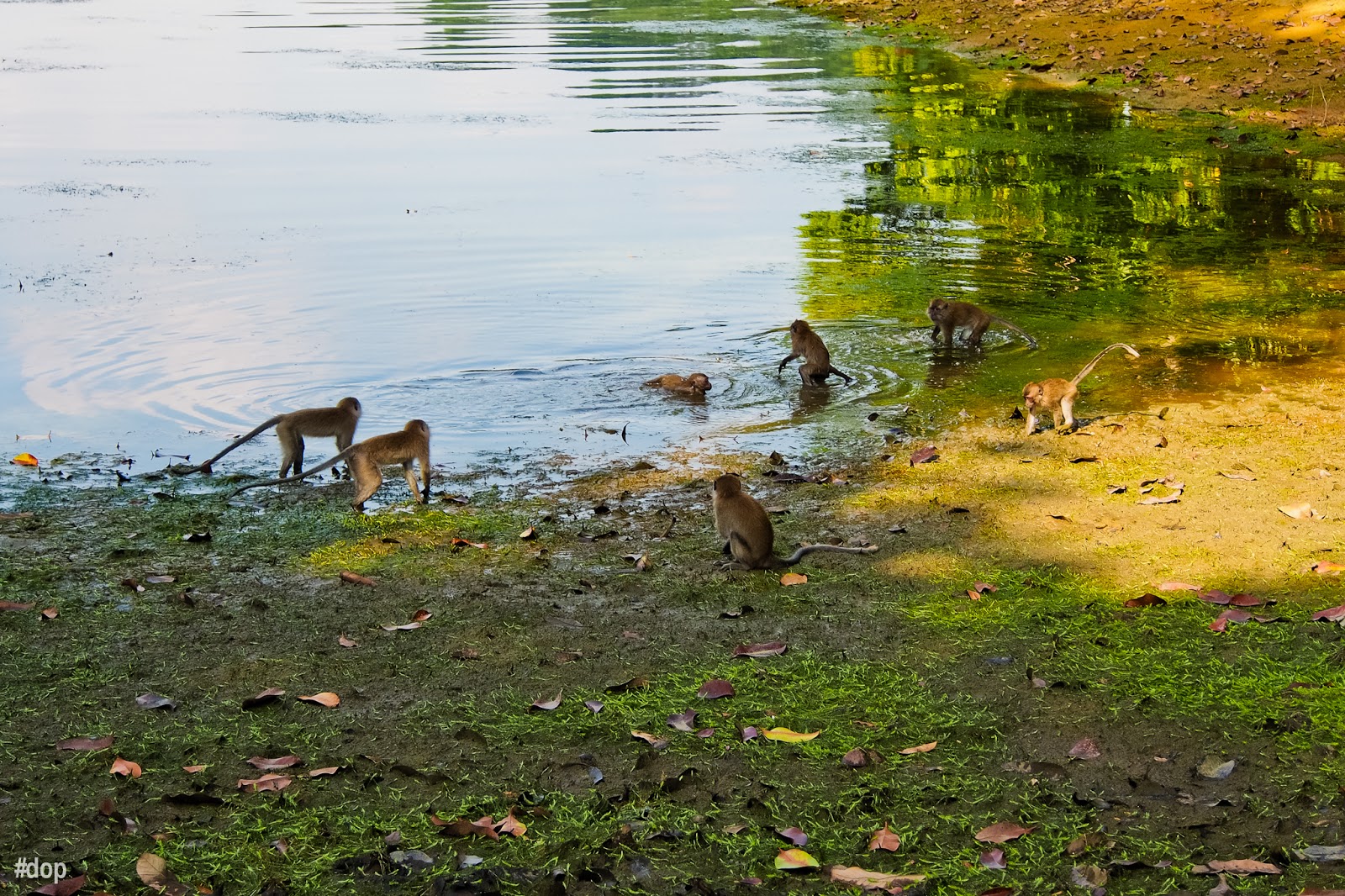 Singapore Travel & Culture Photography: Macritchie Reservoir Park