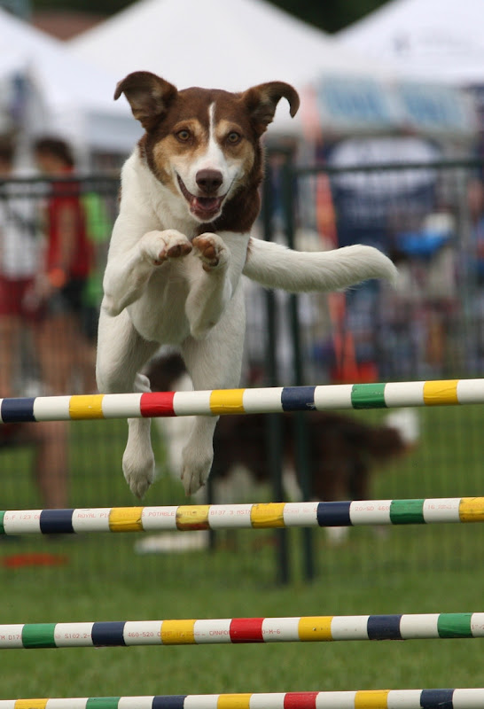 Agility Addict: 10 Habits of Happy Agility People