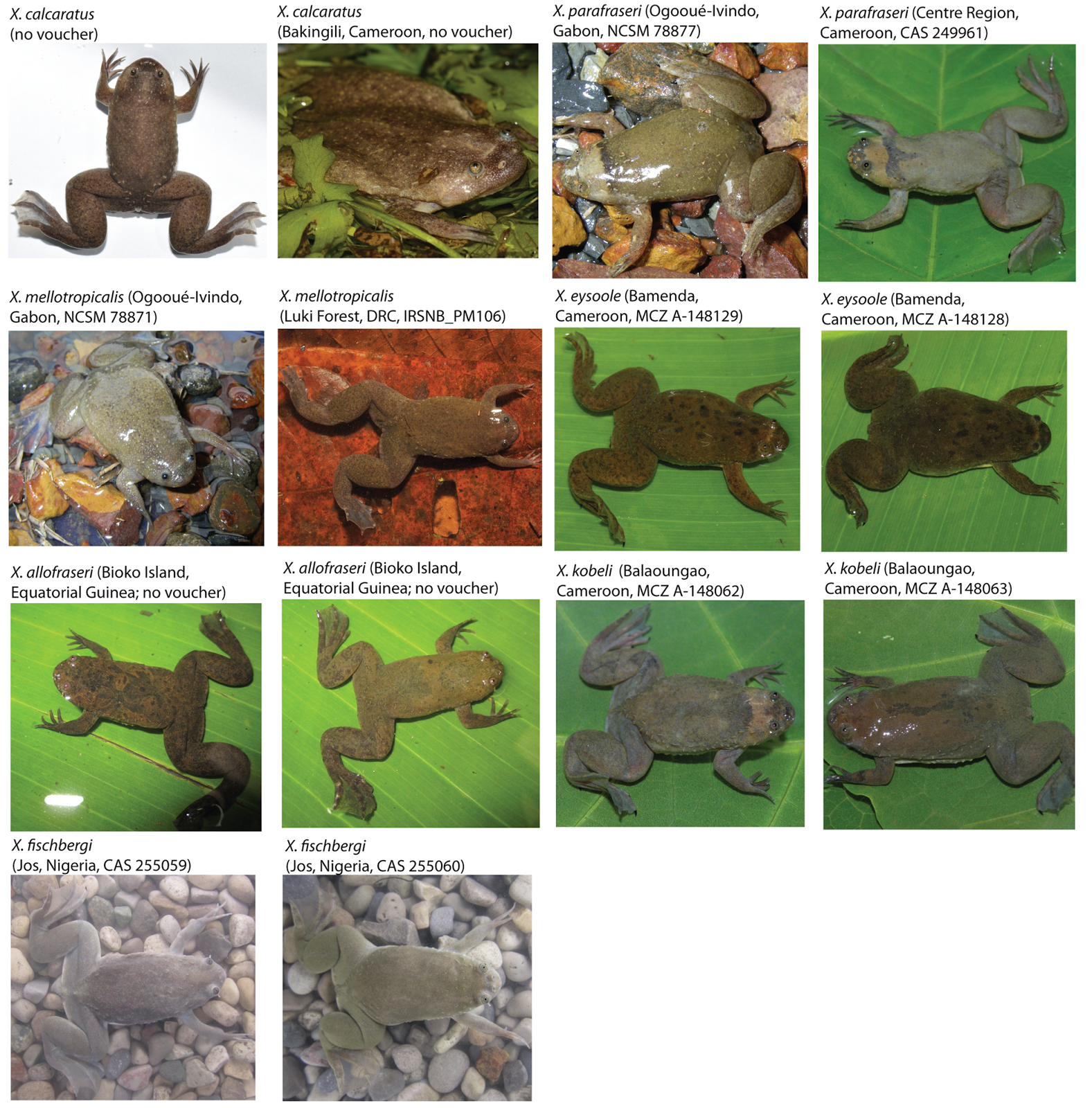 Species New to Science: [Herpetology • 2015] Genetics, Morphology ...