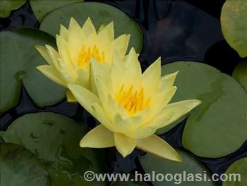 Учитељица Наташа: април 2019