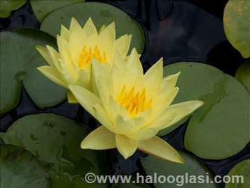 Учитељица Наташа: април 2019