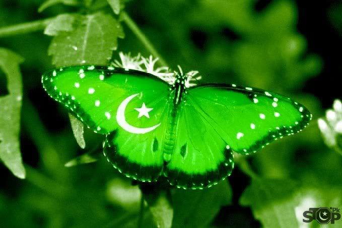 lush dp's and awesome pics: Pakistani flag butterfly