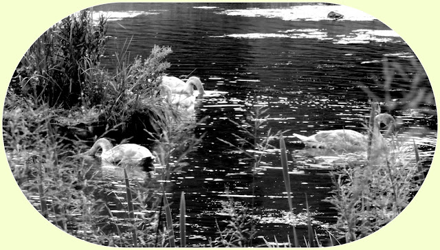 The Glebe Blog: Loch Leven and Stenton Pond in Monochrome