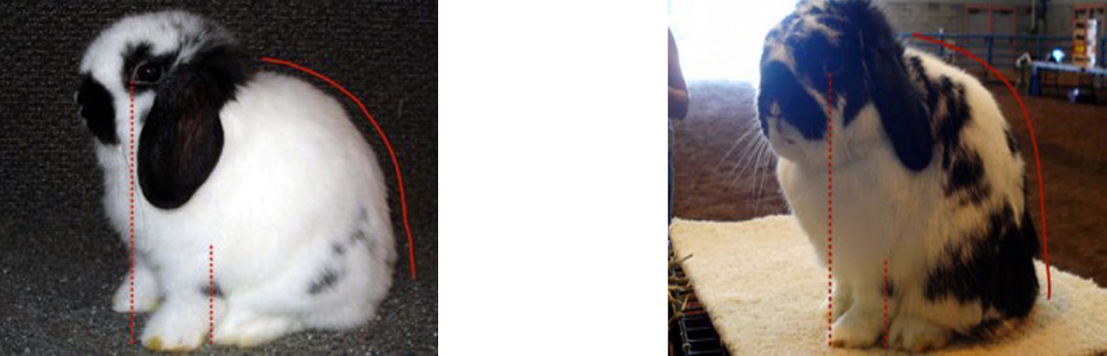 Kelinci Wong Kito: Mengenal Ciri Standard Holland Lop