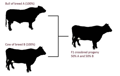 PLANT BREEDING: SELECTIVE BREEDING