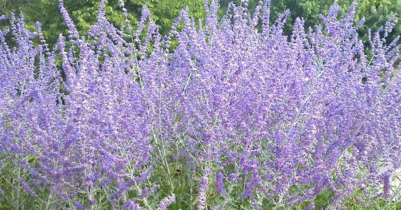 Salvie rusească - Russian Sage