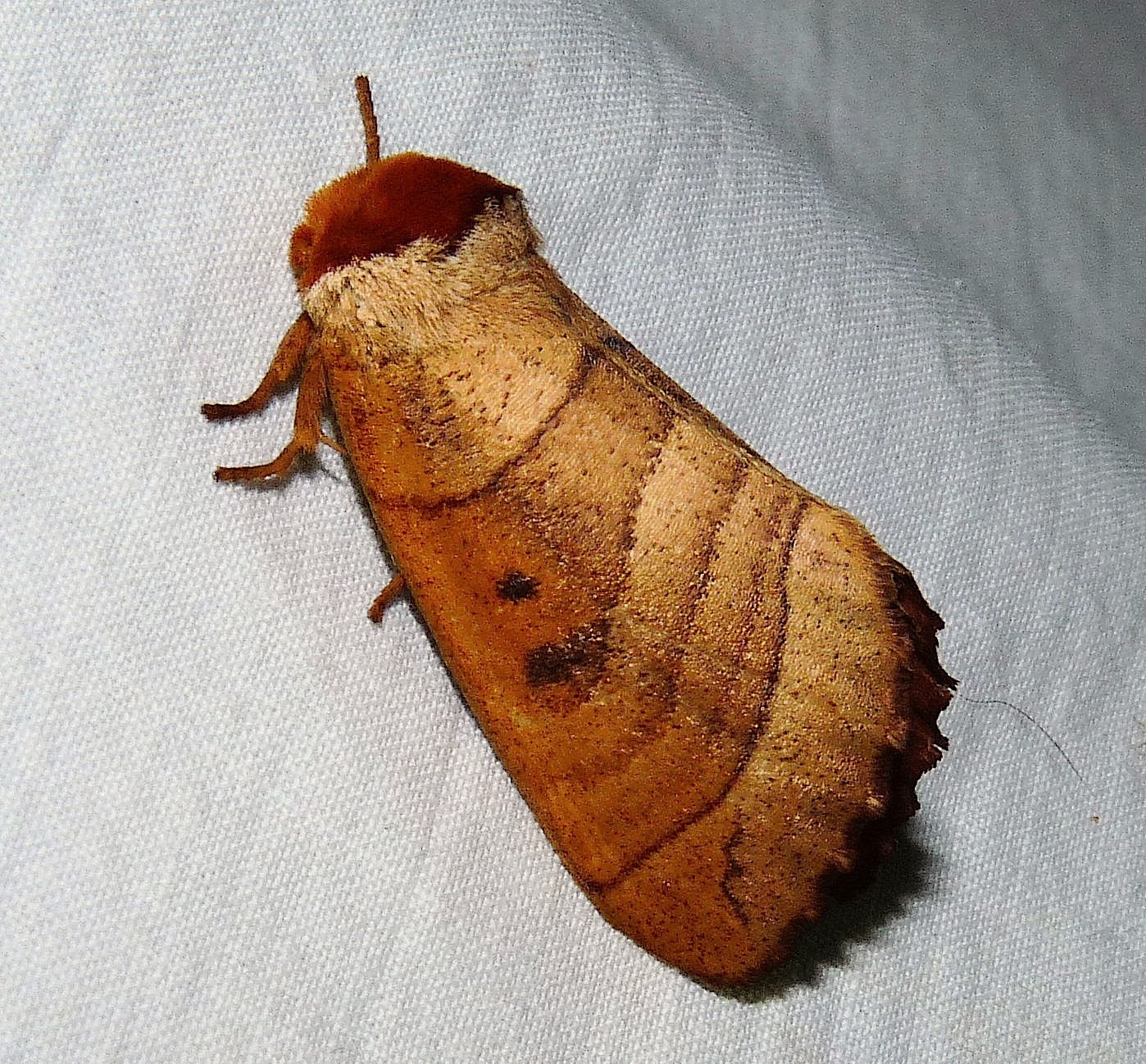 Field Biology in Southeastern Ohio: Prominent Moths of Ohio part 2