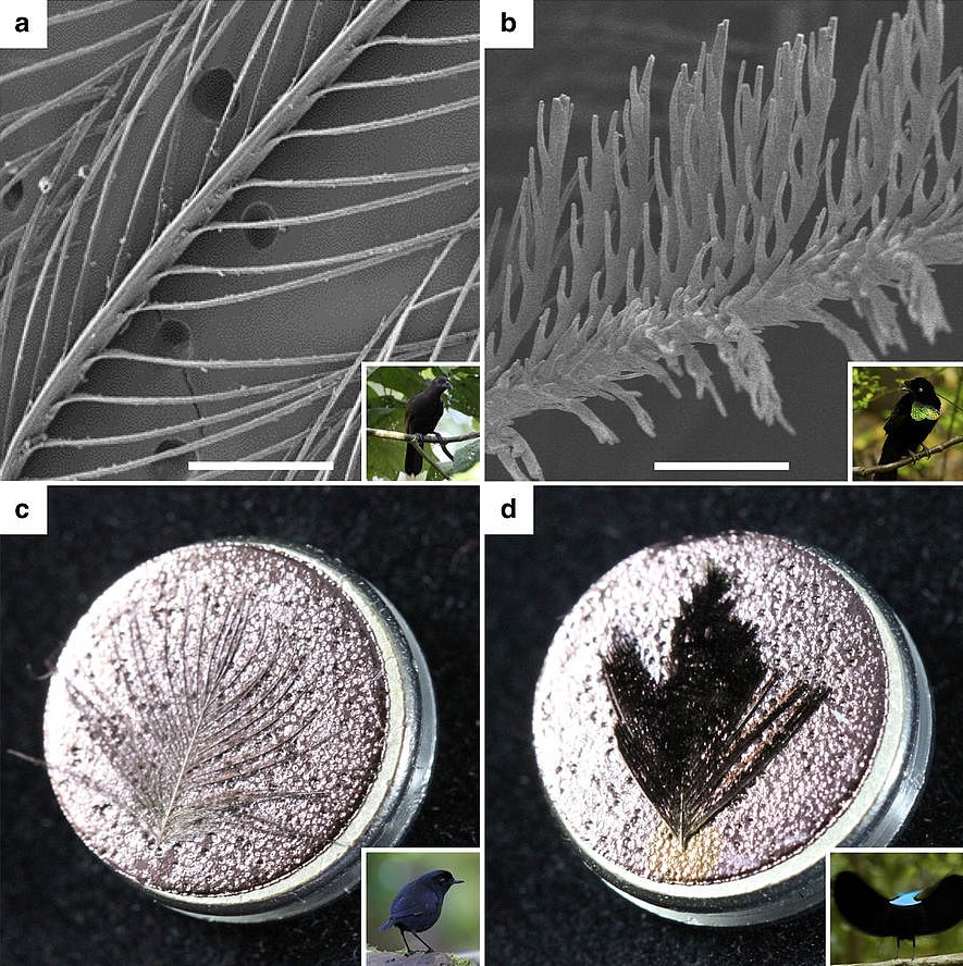 Species New to Science: [Ornithology • 2018] Structural Absorption by ...