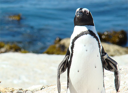 La reproduction des pingouins: What's up Yo pingouin Da Reproduction!