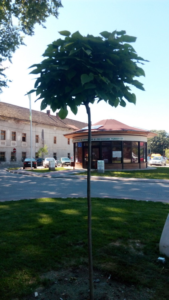 Blogul lui Vasi Popescu: “Copacul din palmă” – Patrimoniul cultural ...